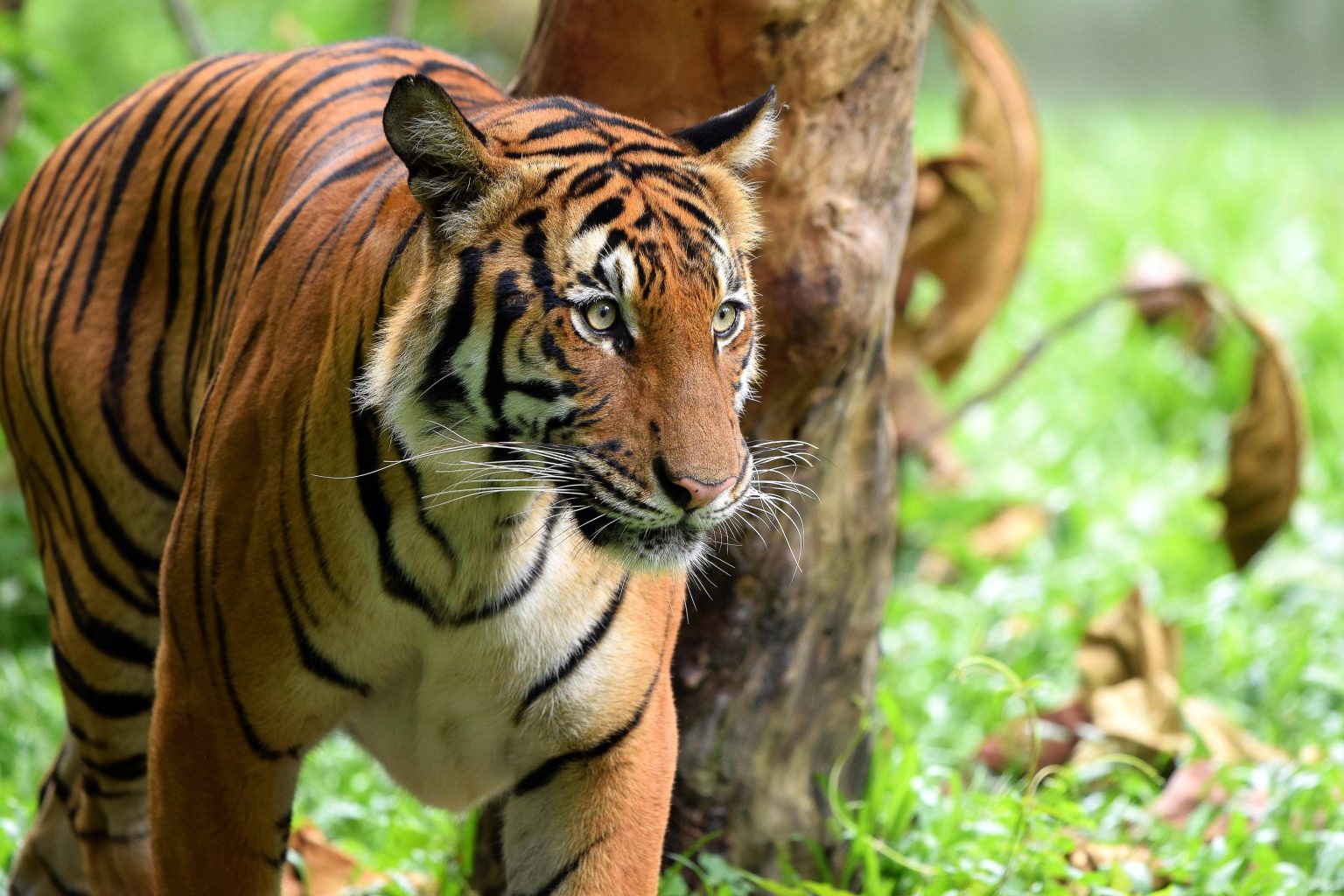 Malaysia’s Royal Tiger Reserve: Can Pahang’s Crown Prince Help Save the ...
