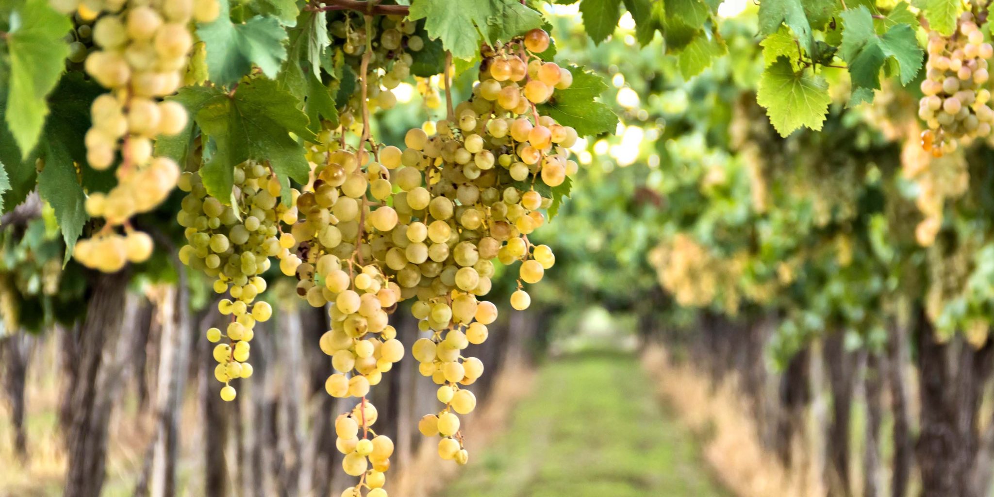 World Riesling Day: Three Classic Styles from Three Different Countries ...